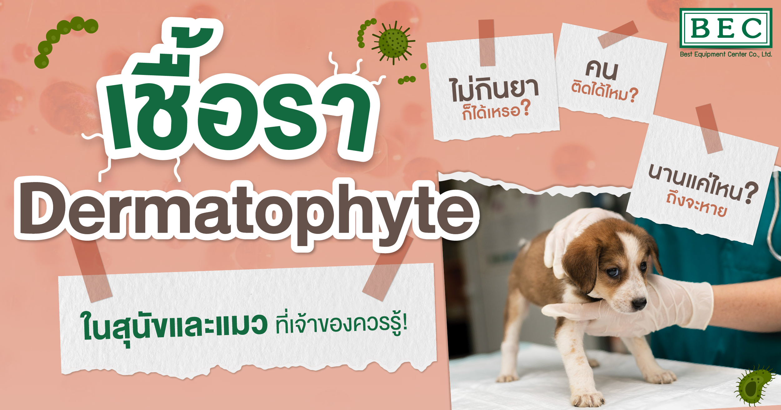 เชื้อรา Dermatophyte ในสุนัขและแมวที่เจ้าของควรรู้ | Best Equipment ...