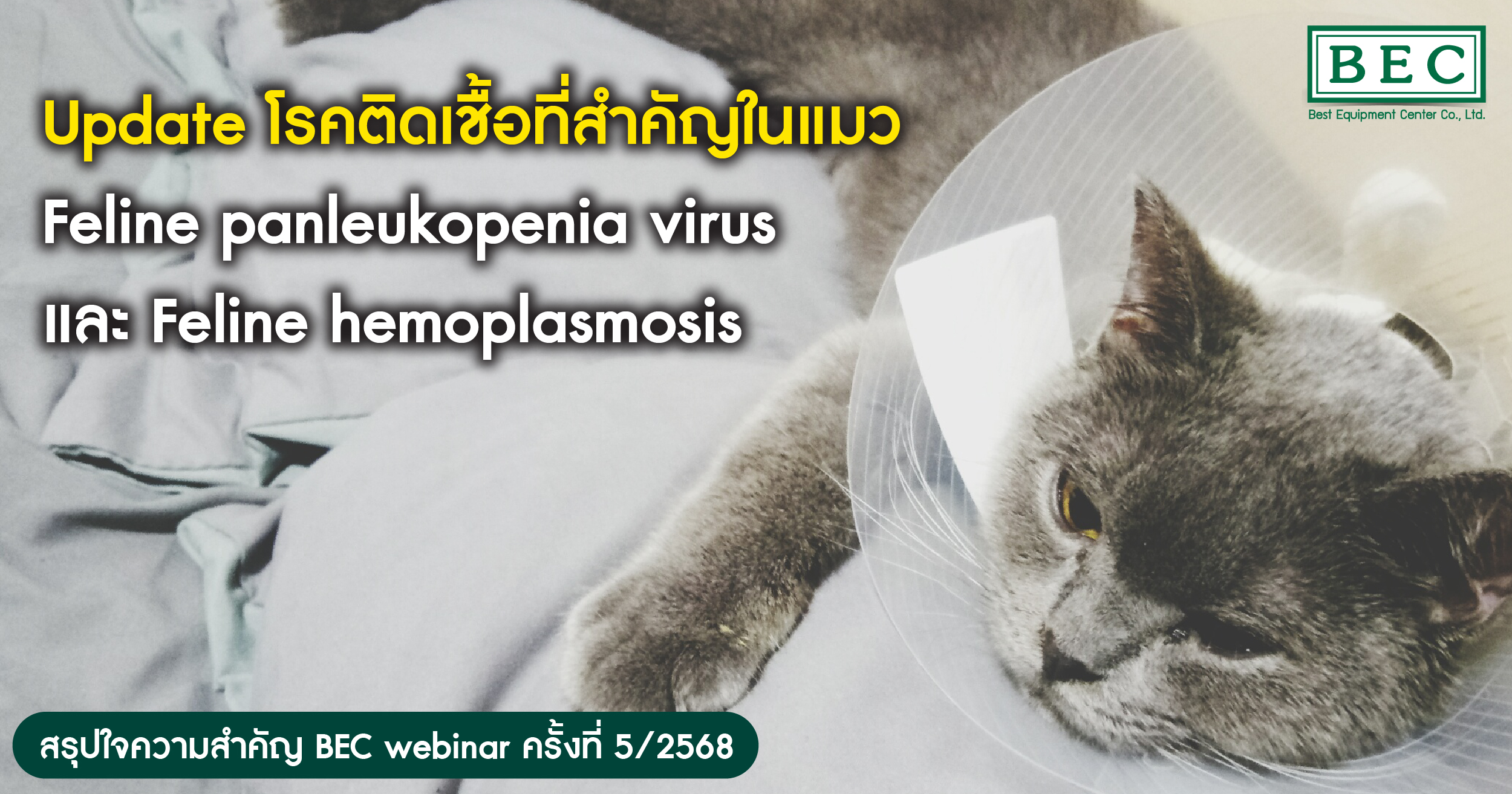 Feline panleukopenia virus และ Feline hemoplasmosis | Best Equipment ...